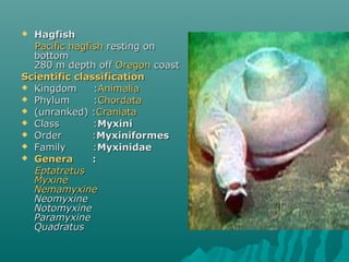 Zoologi vertebrata chordata | PPT