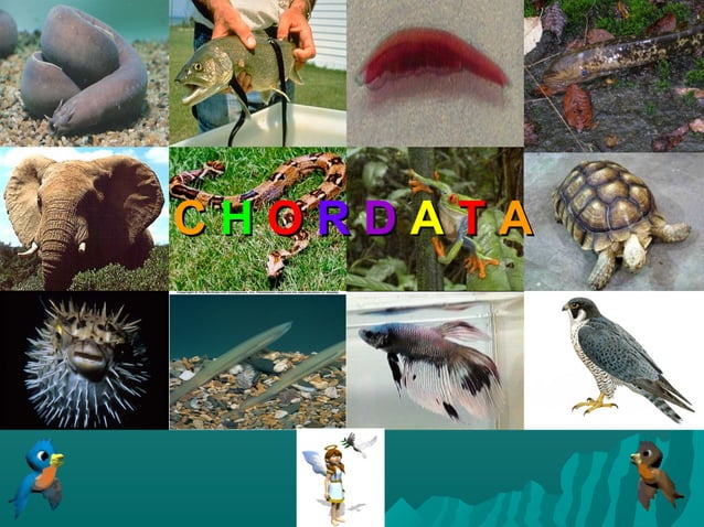 Zoologi vertebrata chordata | PPT