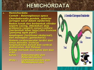 Zoologi vertebrata chordata | PPT