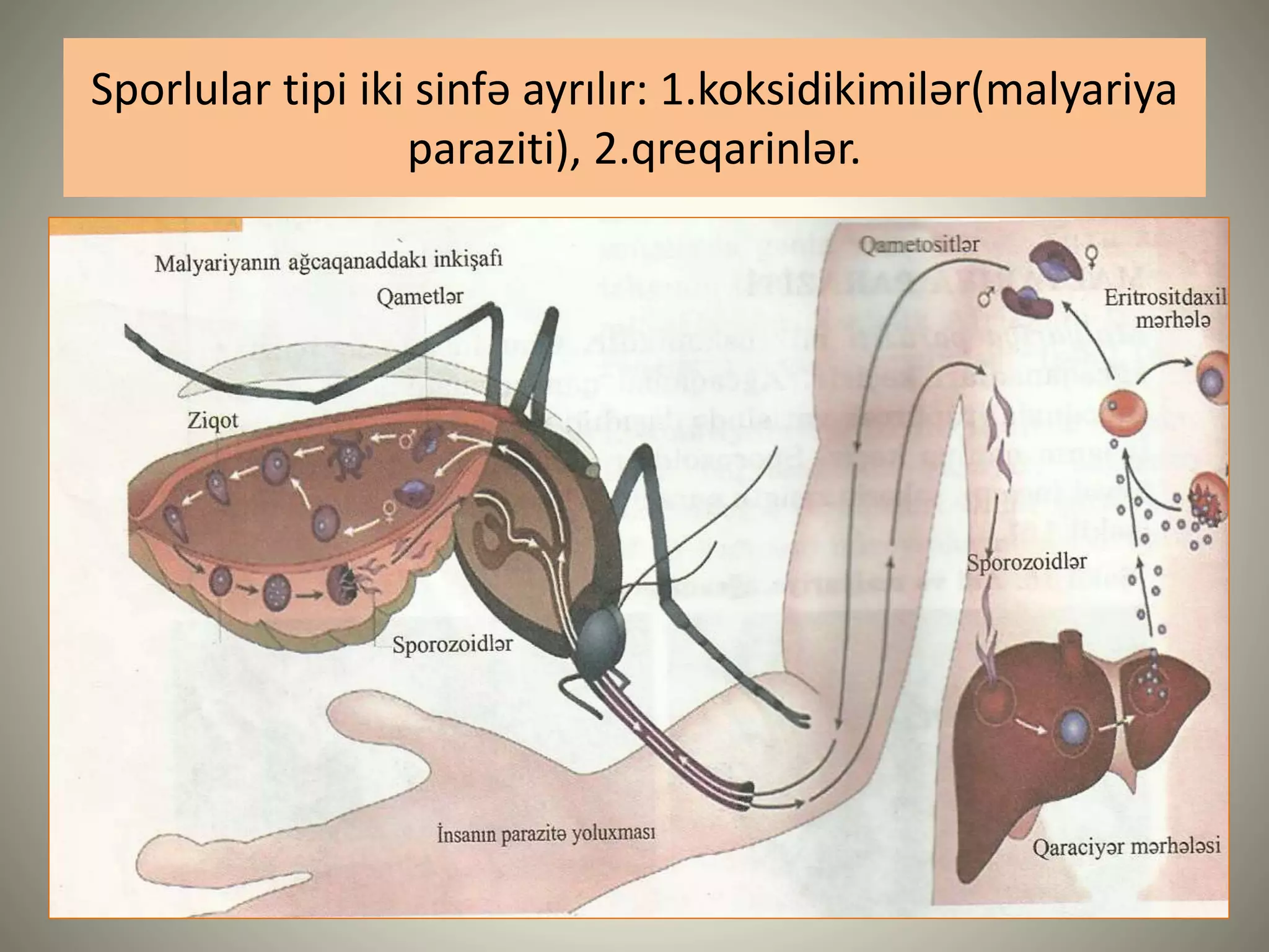 Zoologiya 7 dərs 1( ibtidailər) | PPTX