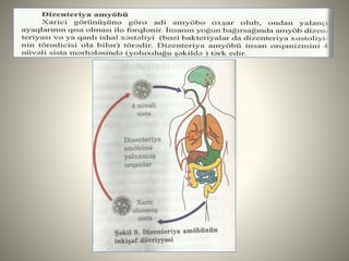 Zoologiya 7 dərs 1( ibtidailər) | PPTX