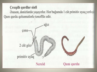 Zoologiya 7 dərs 5 həlqəvi qurdlar | PPTX