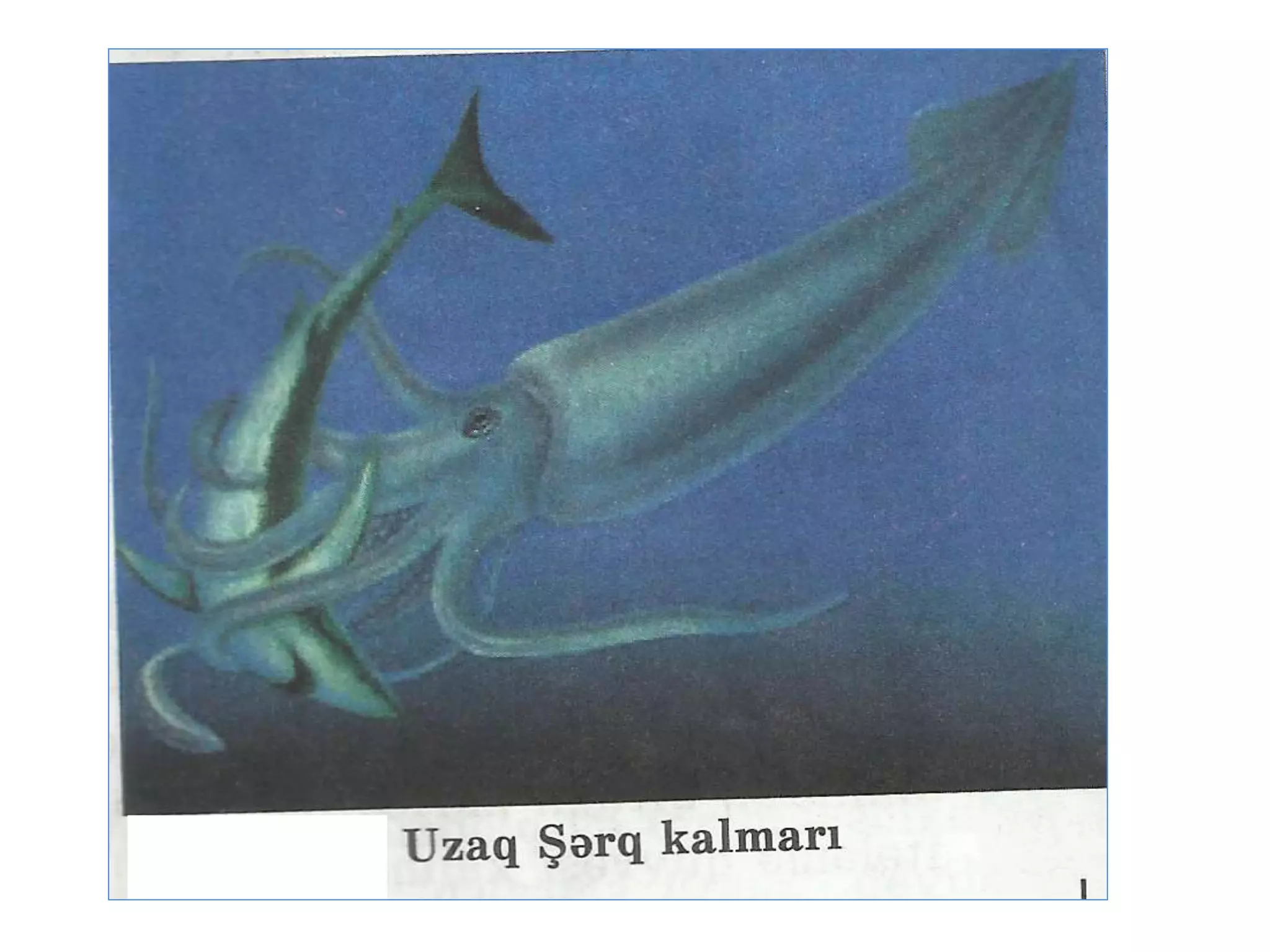 Zoologiya 7 dərs 6 molyuskalar | PPTX