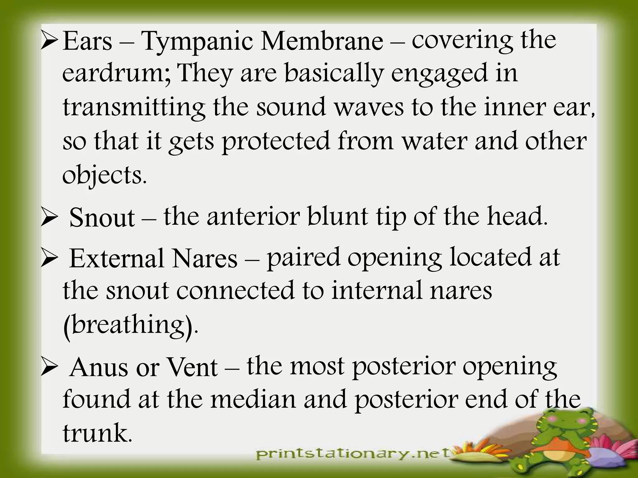 Zoology(External Features of the Frog & Buccal Cavity) | PPTX