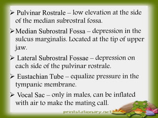 Zoology(External Features of the Frog & Buccal Cavity) | PPTX