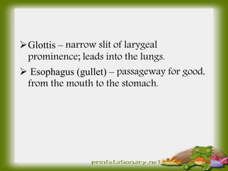 Zoology(External Features of the Frog & Buccal Cavity) | PPTX