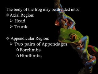 Zoology(External Features of the Frog & Buccal Cavity) | PPTX