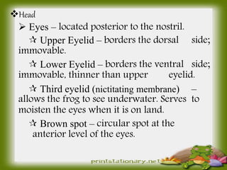 Zoology(External Features of the Frog & Buccal Cavity) | PPTX