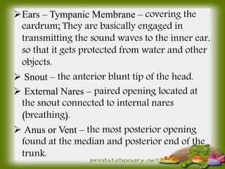 Zoology(External Features of the Frog & Buccal Cavity) | PPTX
