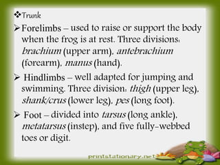 Zoology(External Features of the Frog & Buccal Cavity) | PPTX