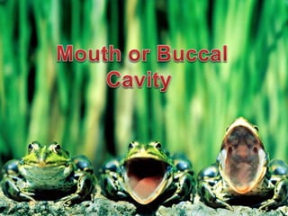 Zoology(External Features of the Frog & Buccal Cavity) | PPTX