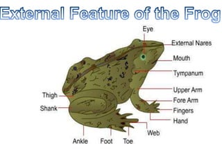 Internal Nares Frog