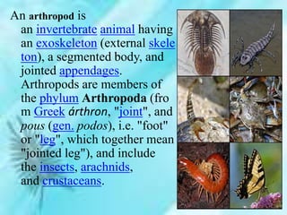 Invertebrates Arthropods
