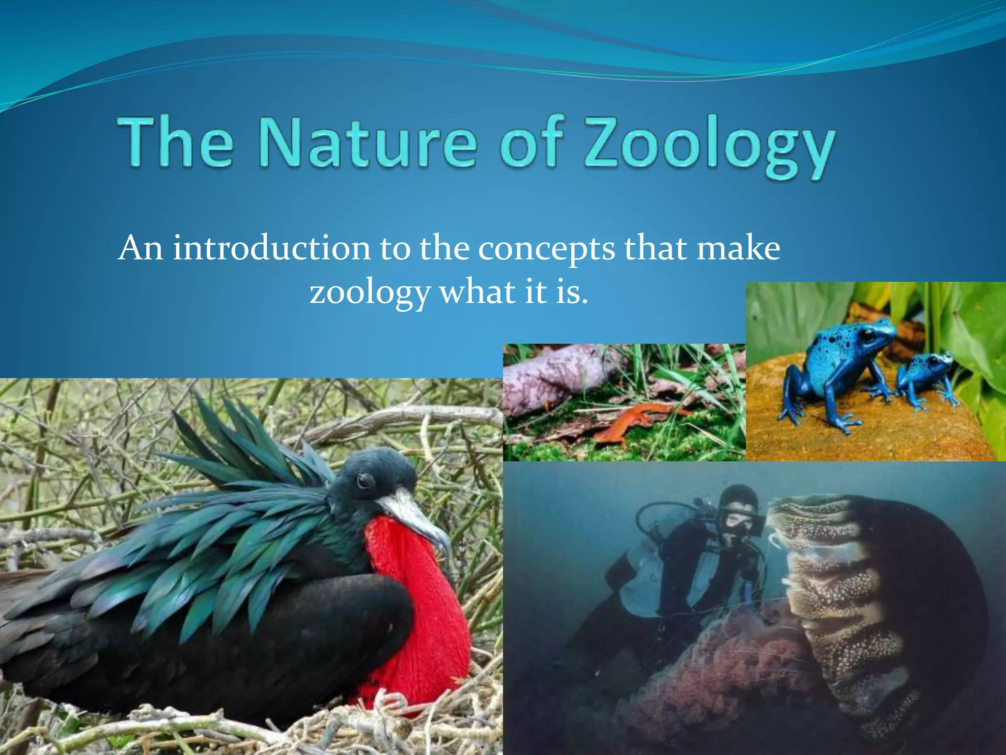 Zoology | PPTX