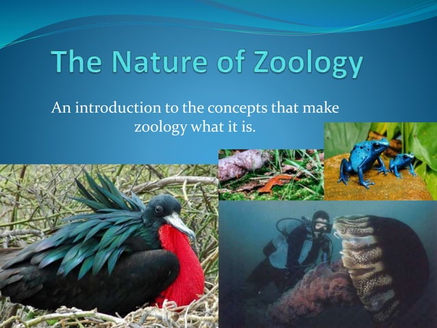 Zoology | PPTX