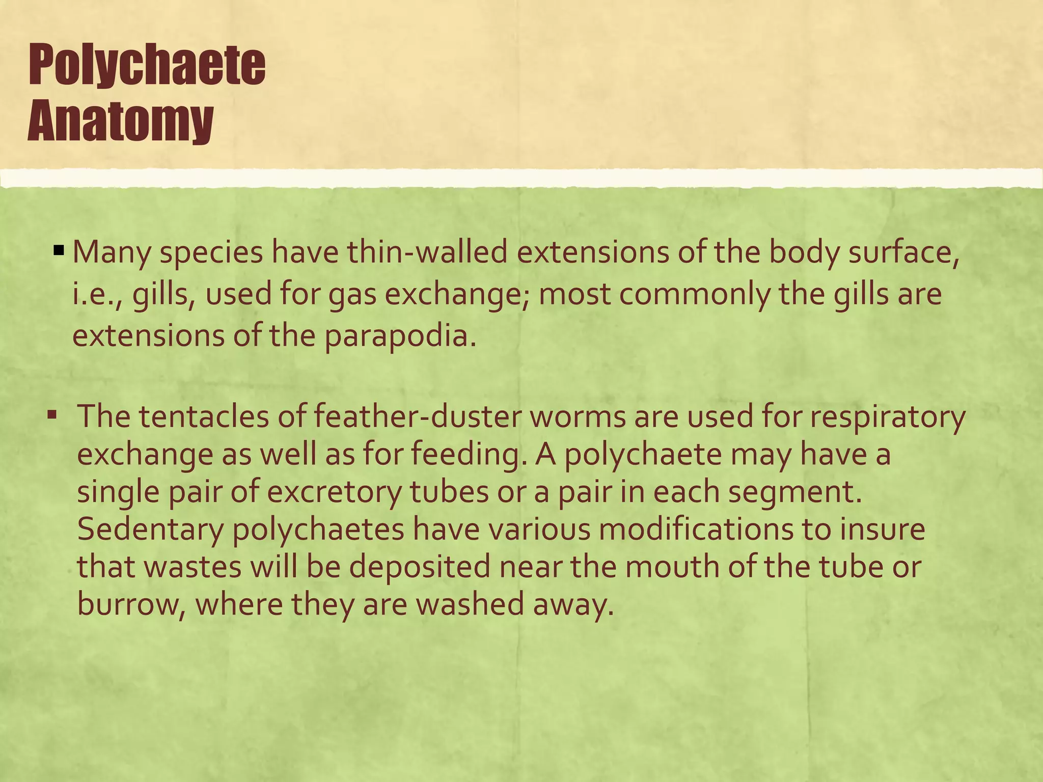 PHYLUM ANNELIDA (Segmented worms) | PPTX