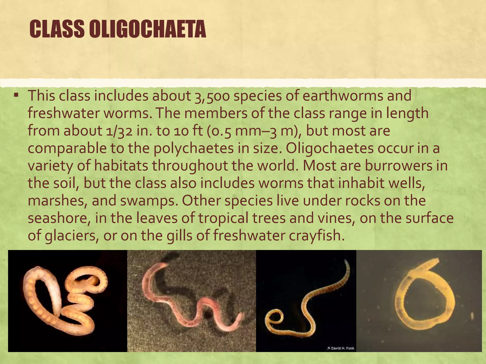 PHYLUM ANNELIDA (Segmented worms) | PPTX