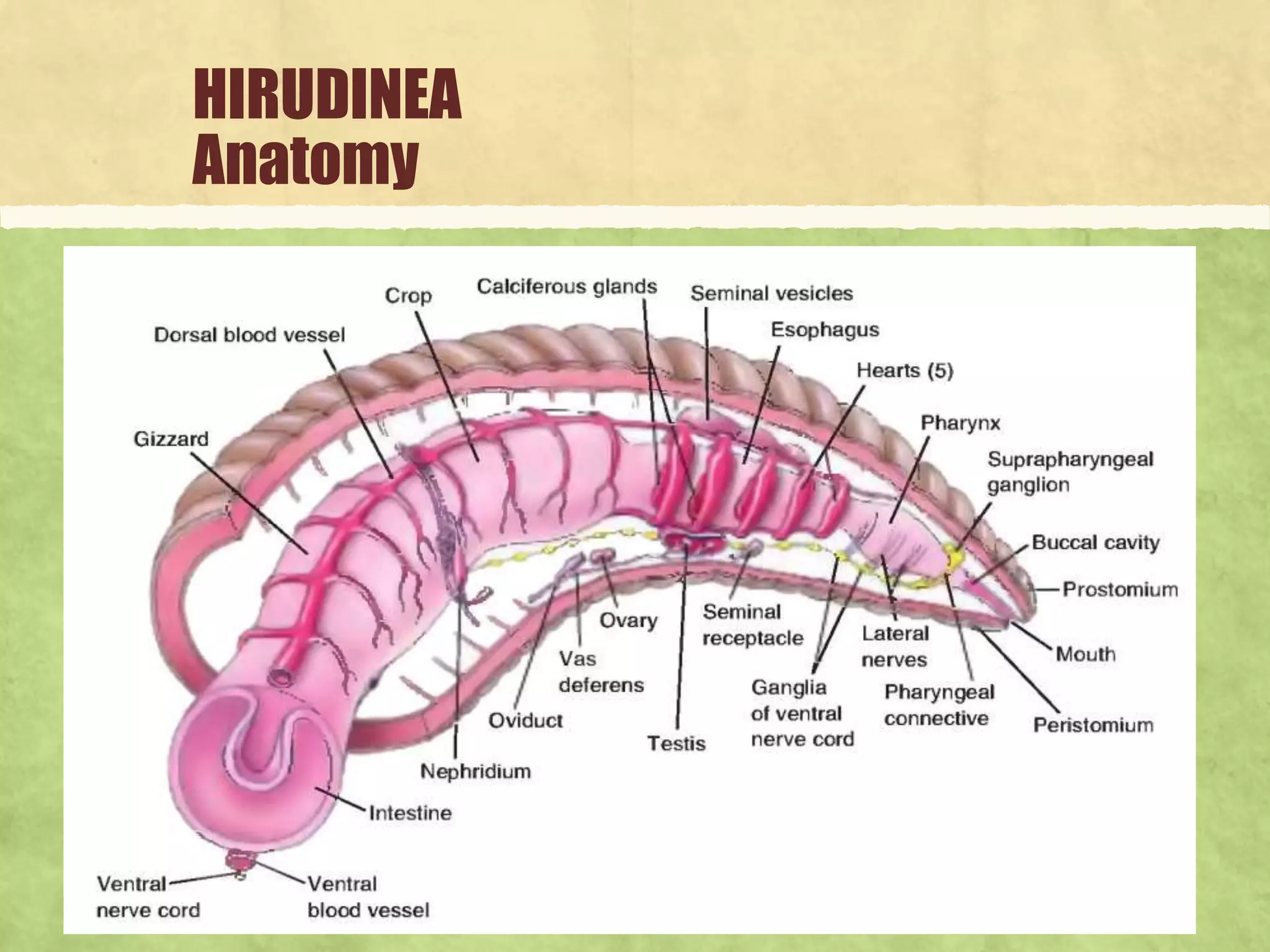 PHYLUM ANNELIDA (Segmented worms) | PPTX