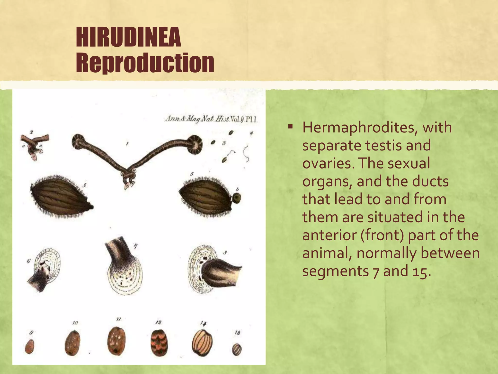 PHYLUM ANNELIDA (Segmented worms) | PPTX