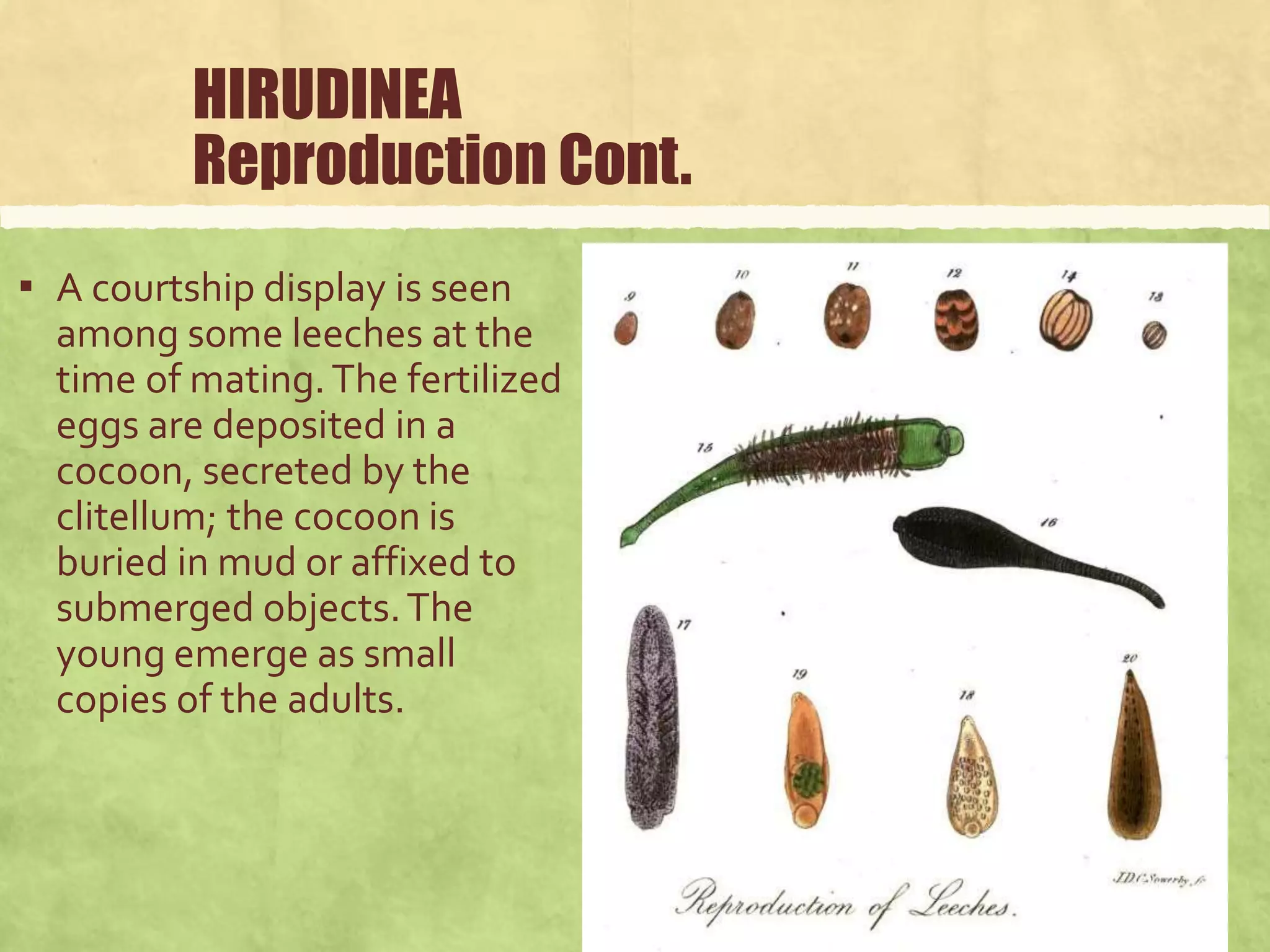 PHYLUM ANNELIDA (Segmented worms) | PPTX