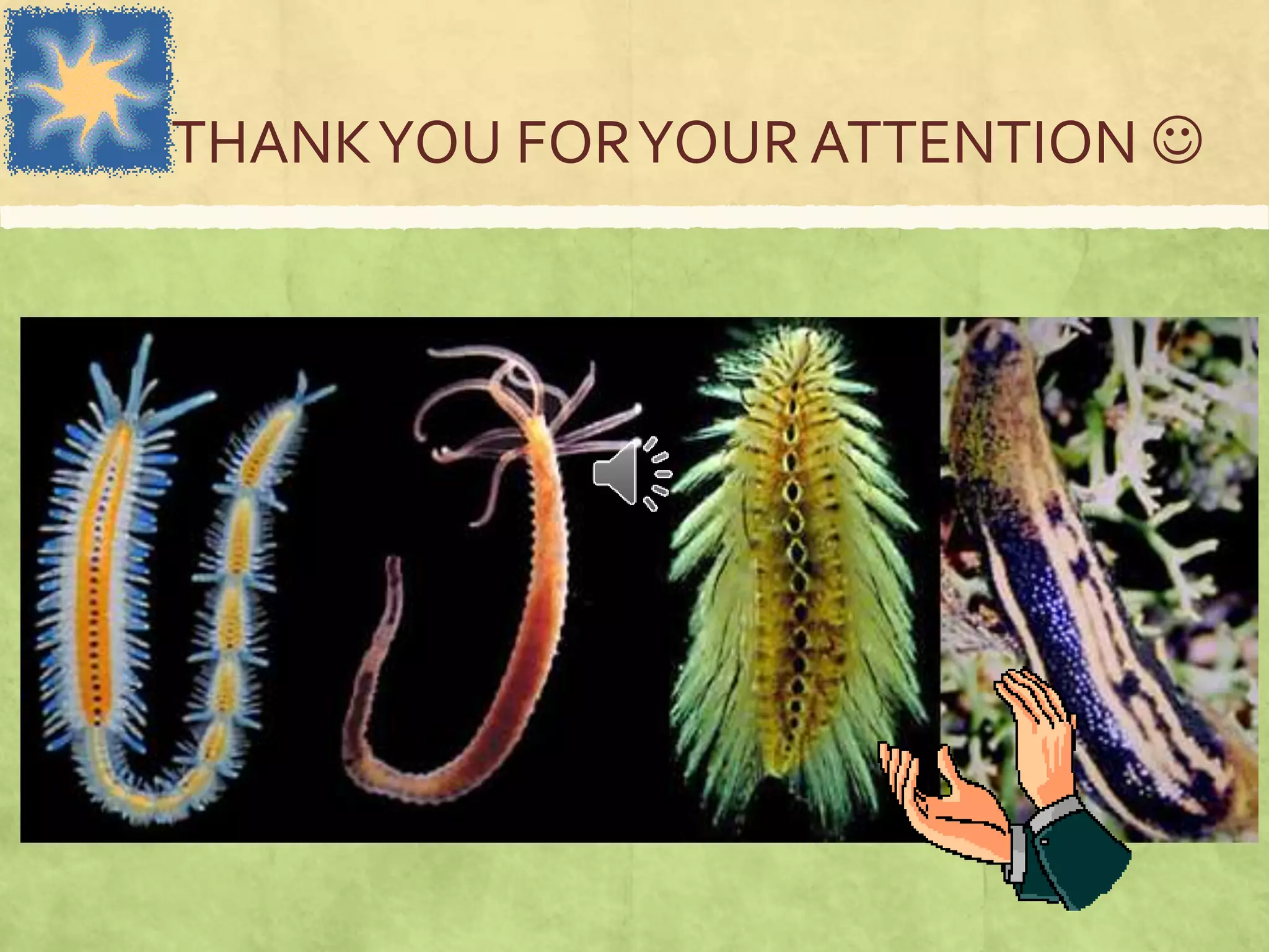 PHYLUM ANNELIDA (Segmented worms) | PPTX