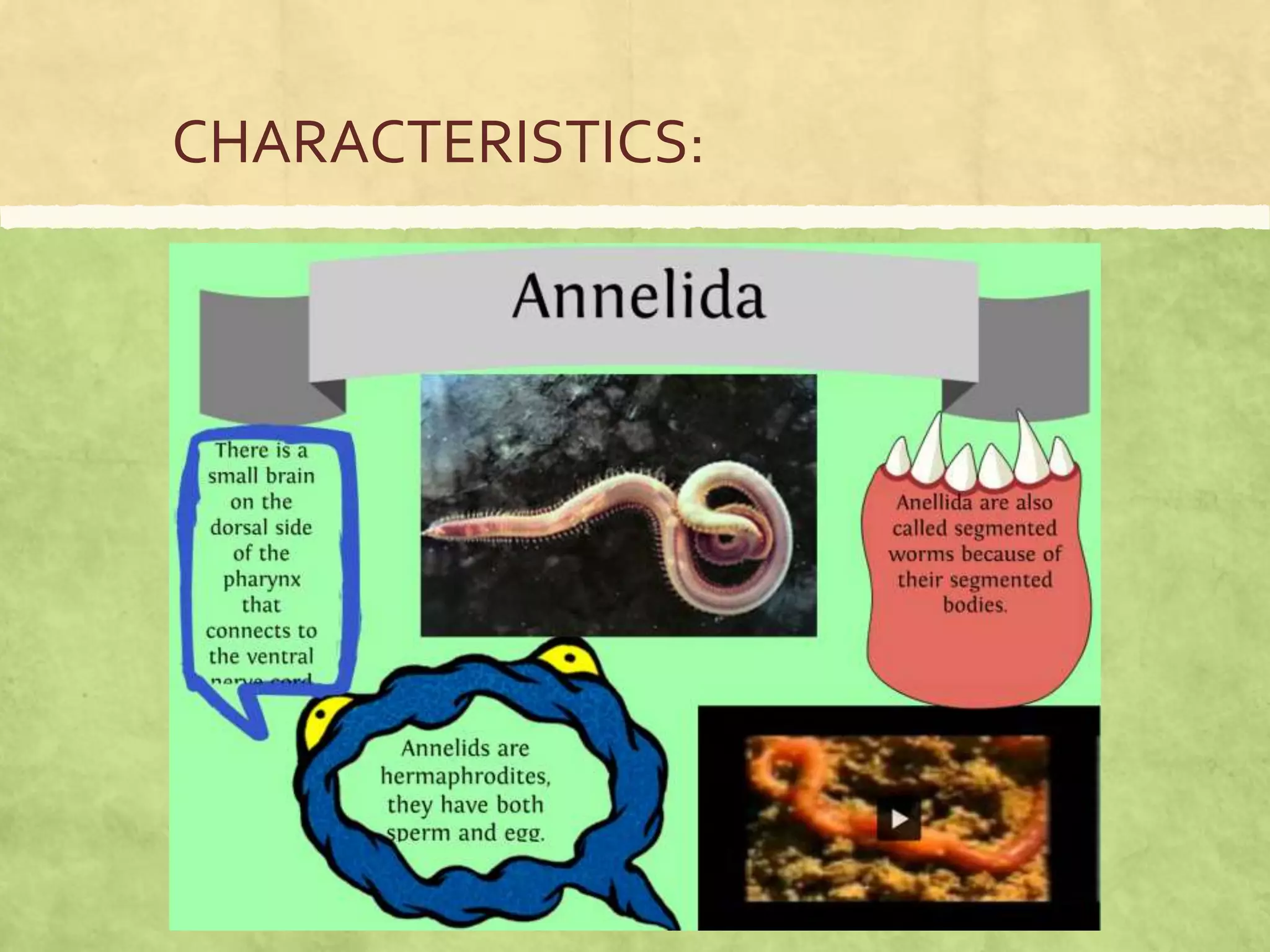 PHYLUM ANNELIDA (Segmented worms) | PPTX