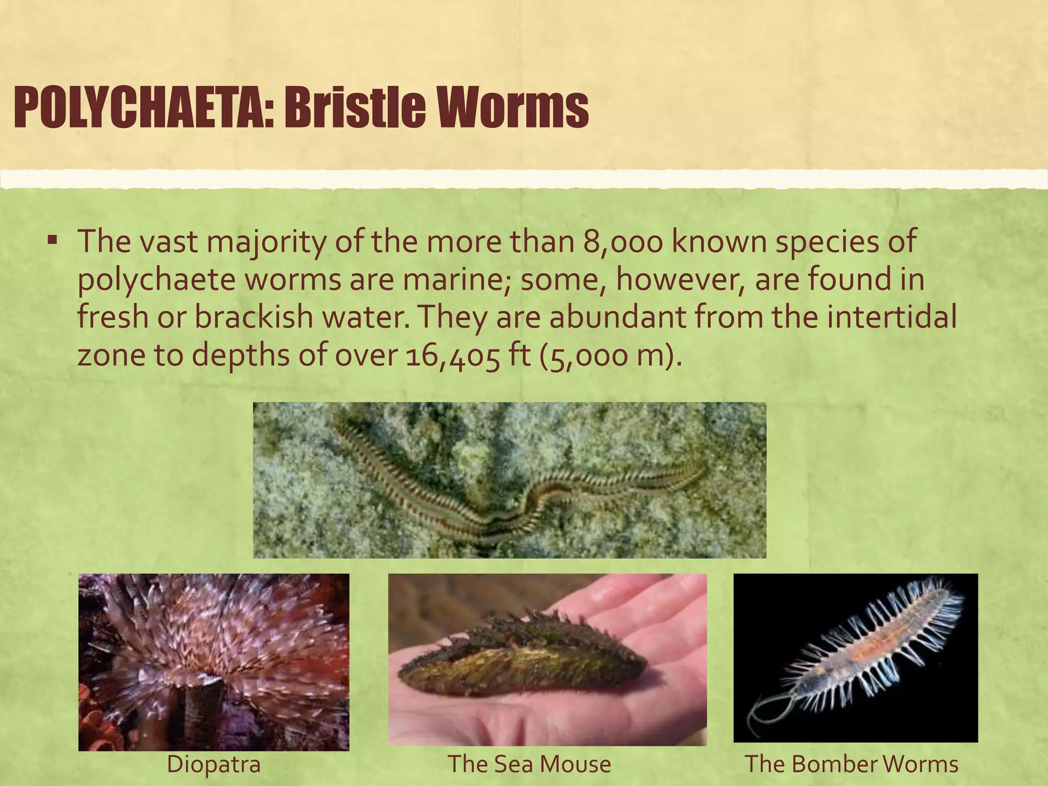 PHYLUM ANNELIDA (Segmented worms) | PPTX