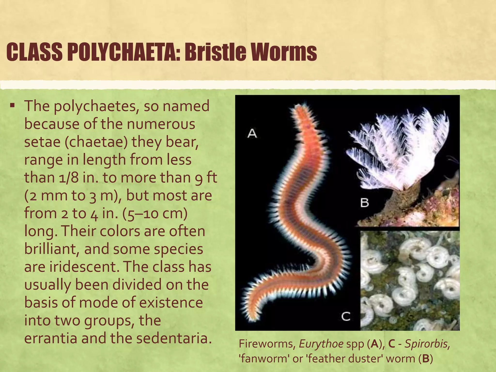 PHYLUM ANNELIDA (Segmented worms) | PPTX