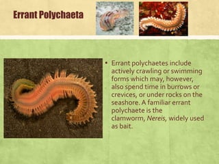 PHYLUM ANNELIDA (Segmented worms) | PPTX