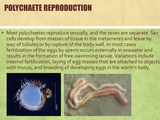 PHYLUM ANNELIDA (Segmented worms) | PPTX