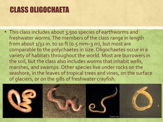 PHYLUM ANNELIDA (Segmented worms) | PPTX