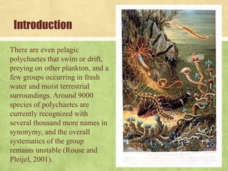 PHYLUM ANNELIDA (Segmented worms) | PPTX