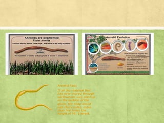 PHYLUM ANNELIDA (Segmented worms) | PPTX