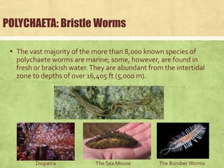PHYLUM ANNELIDA (Segmented worms) | PPTX