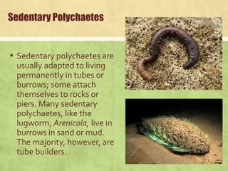 Segmented Worms Examples