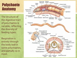 Polychaeta Diagram