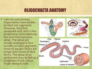 Oligochaeta Anatomy
