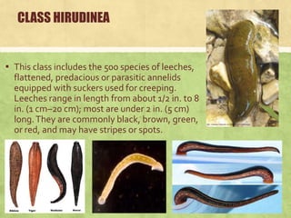 Phylum Annelida Class Hirudinea Suckers
