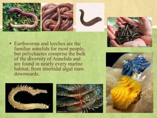 Annelids Examples With Names