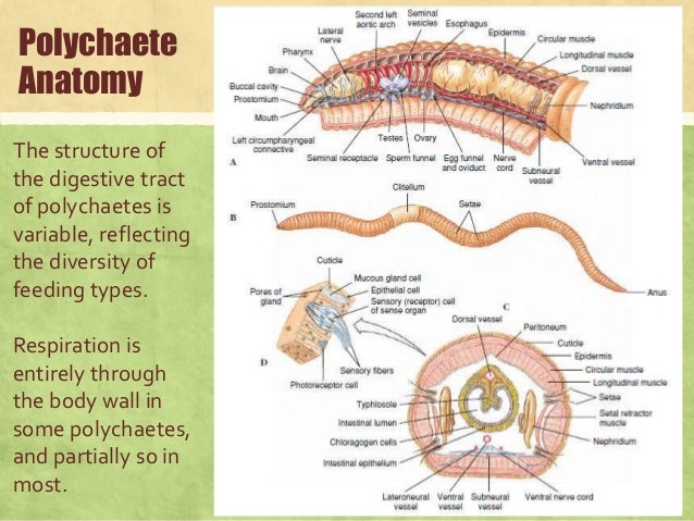 PHYLUM ANNELIDA (Segmented worms)