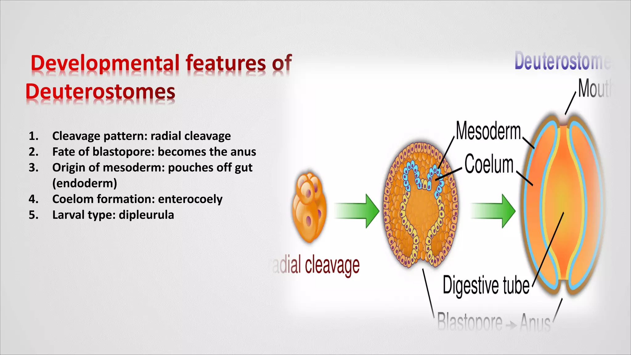 protostomes and deuterostomes | PDF