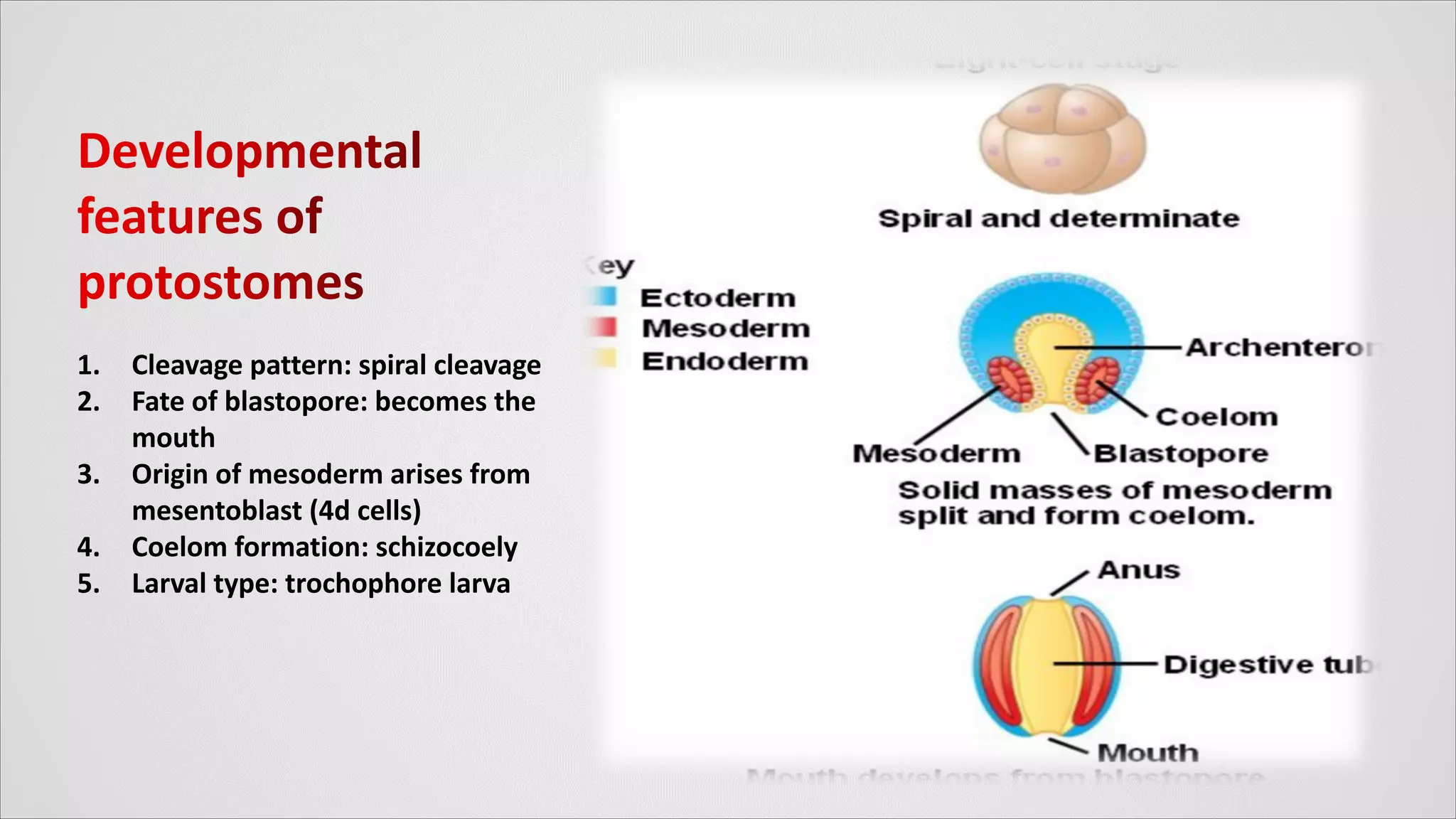 protostomes and deuterostomes | PDF
