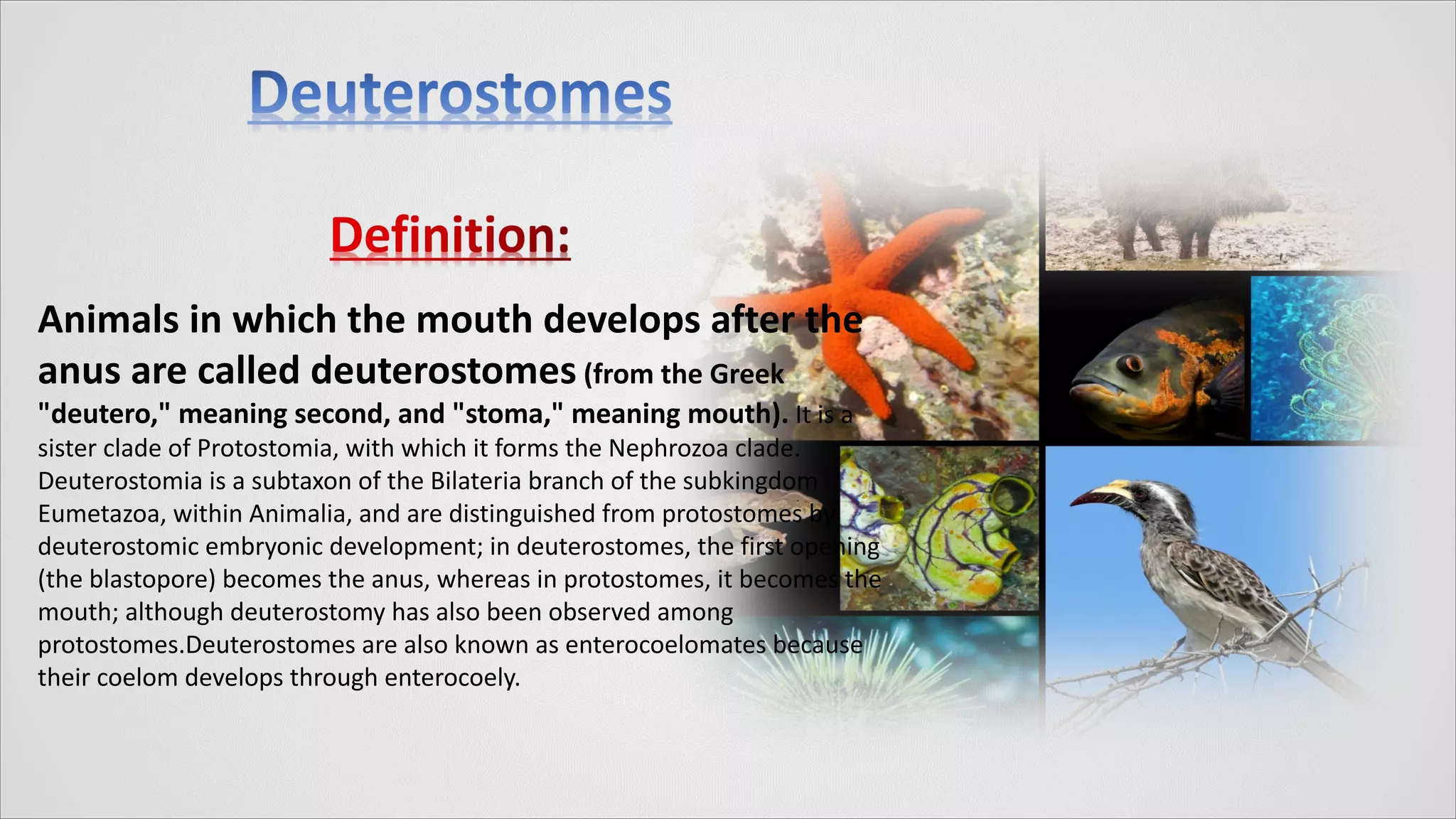 protostomes and deuterostomes | PDF