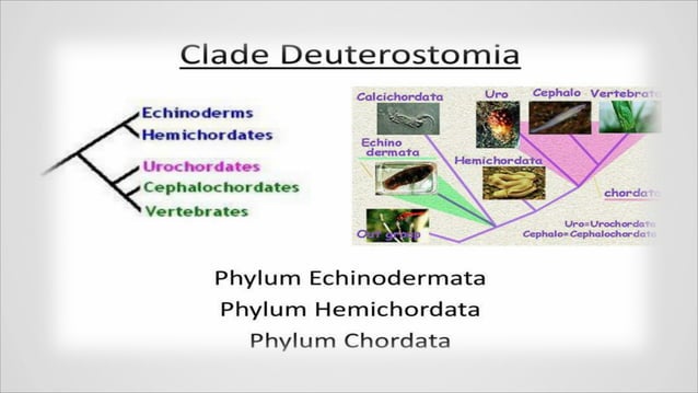 protostomes and deuterostomes | PDF