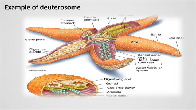 protostomes and deuterostomes | PDF