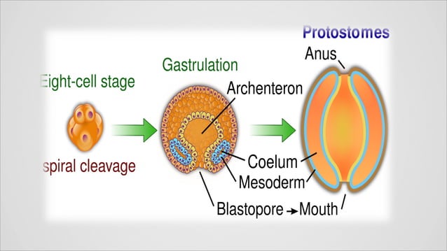 protostomes and deuterostomes | PDF