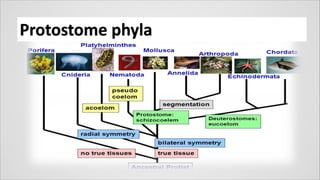 protostomes and deuterostomes | PDF