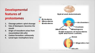 protostomes and deuterostomes | PDF