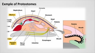 protostomes and deuterostomes | PDF