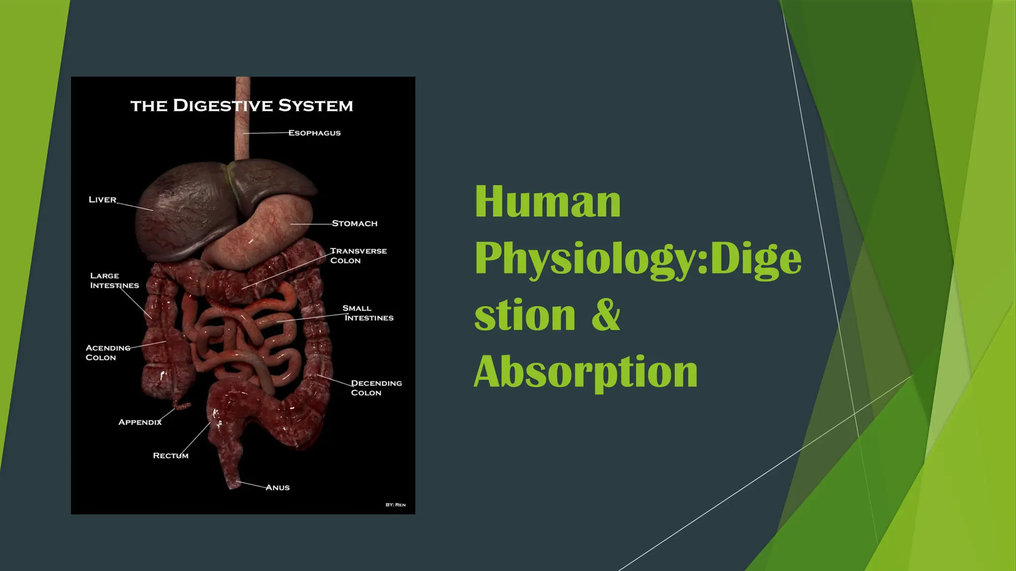 Digestion & Absorption (zoology human body).pptx